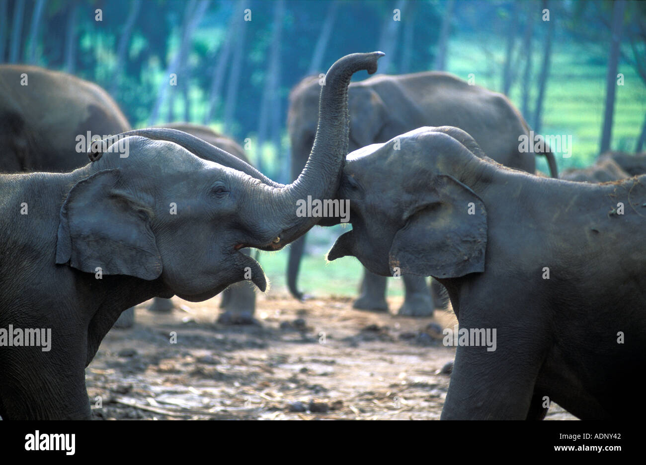 Elephants Pinnewala Elephant Orphanage Hill Country nr Kandy Sri Lanka ...