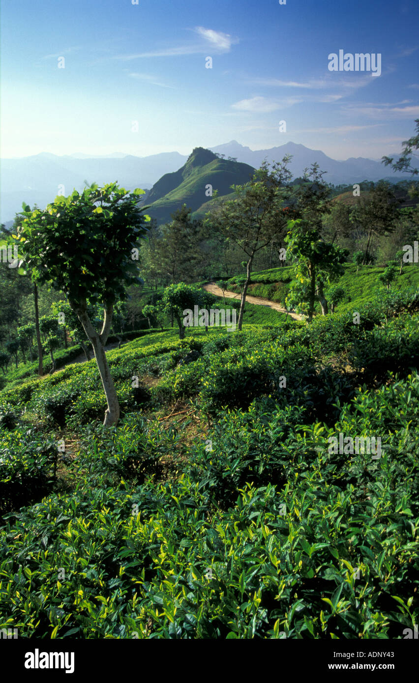 Tea Planatation nr Hunas Falls Matale District Hill Country nr Kandy ...