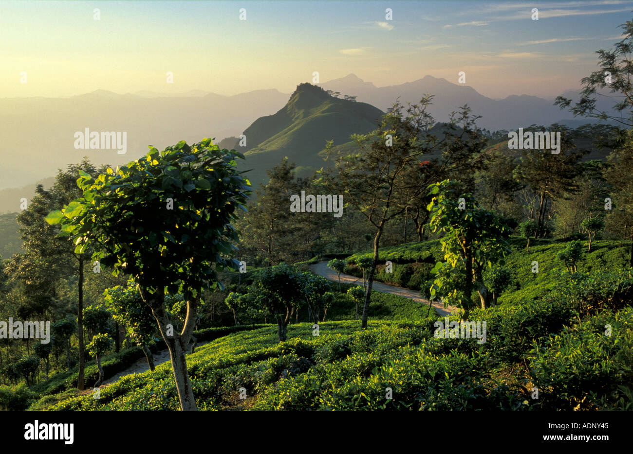 Tea Planatation nr Hunas Falls Matale District Hill Country nr Kandy ...