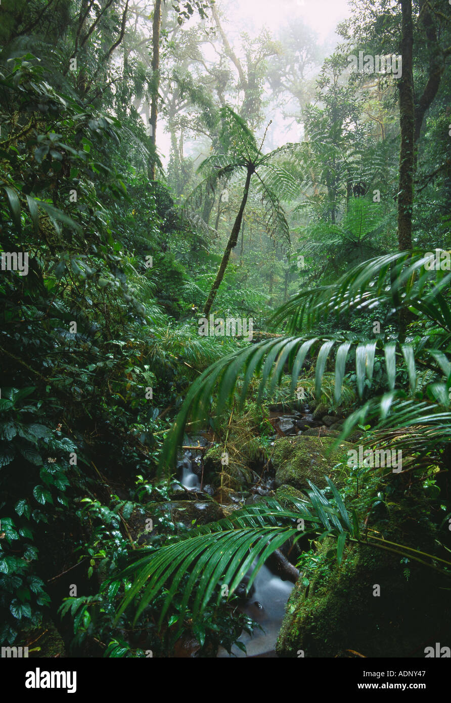 tropical cloudforest Monteverde Reserve Costa Rica Stock Photo - Alamy