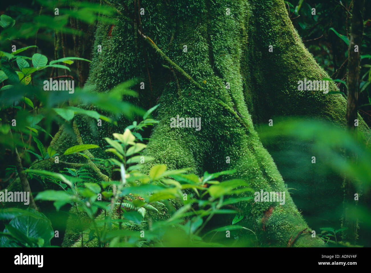 mossy tree roots Tropical rainforest nr La Fortuna Zona Norte Costa ...