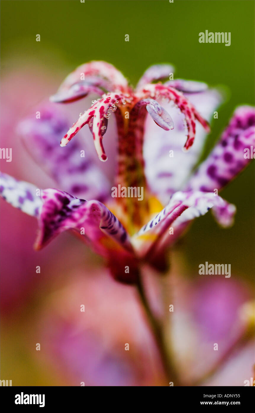 Formosana hi-res stock photography and images - Alamy
