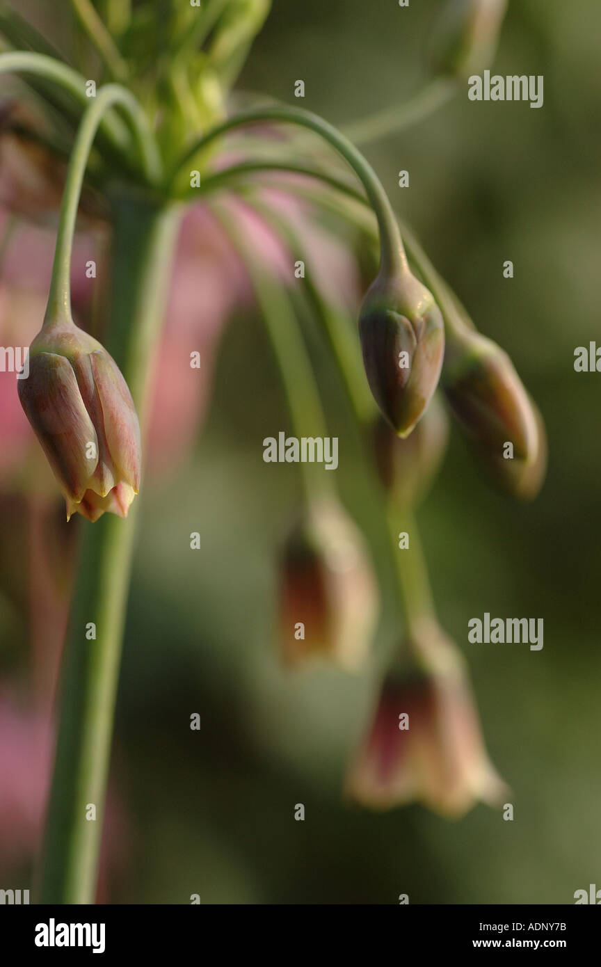 Nectaroscordum Sicolum Flower Stock Photo - Alamy