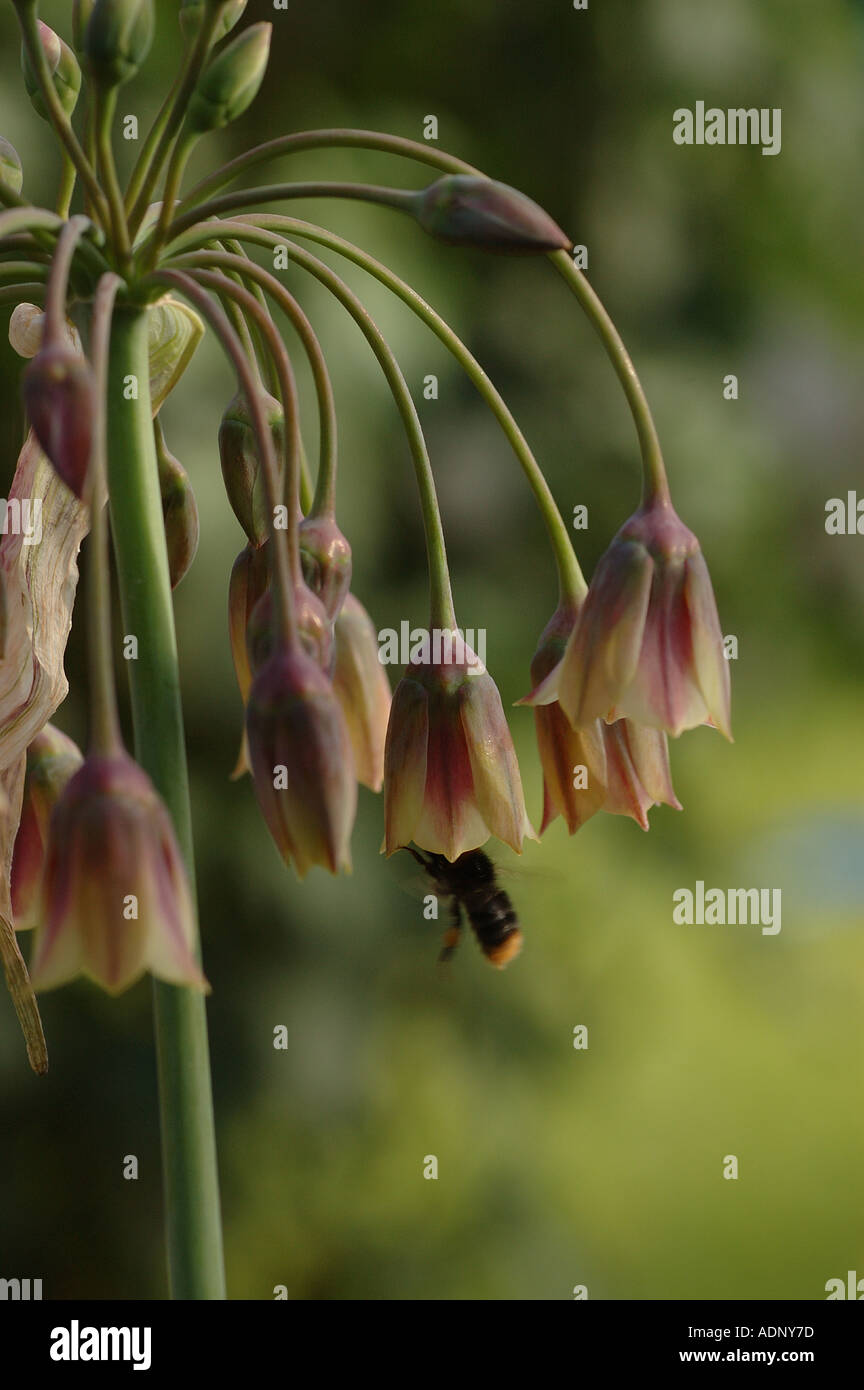 Nectaroscordum Sicolum Flower Stock Photo - Alamy