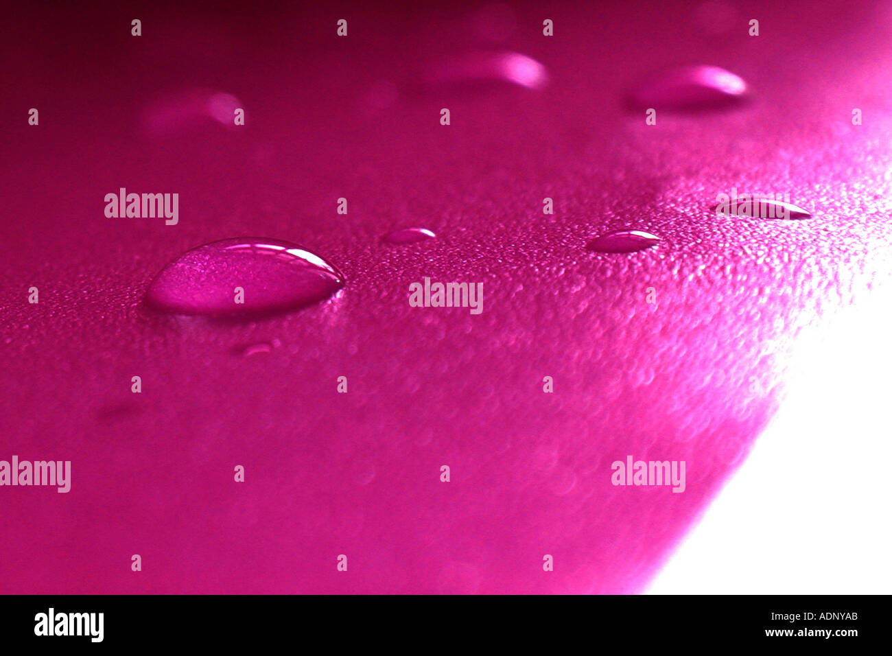 Water droplets bubbles on dark pink surface with light edge beam of ...