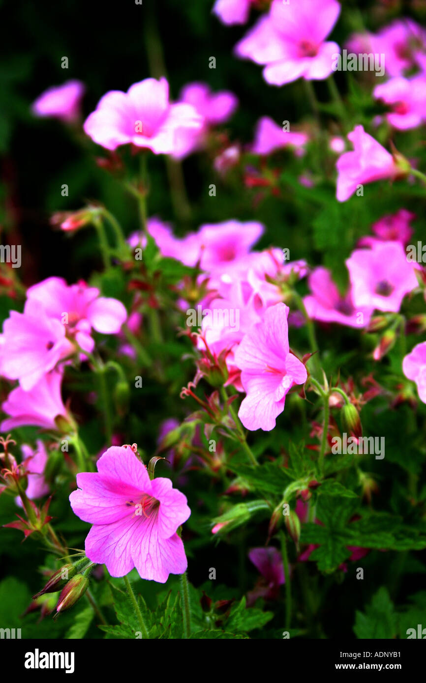 Pink bunch of geranium flowers group Stock Photo - Alamy