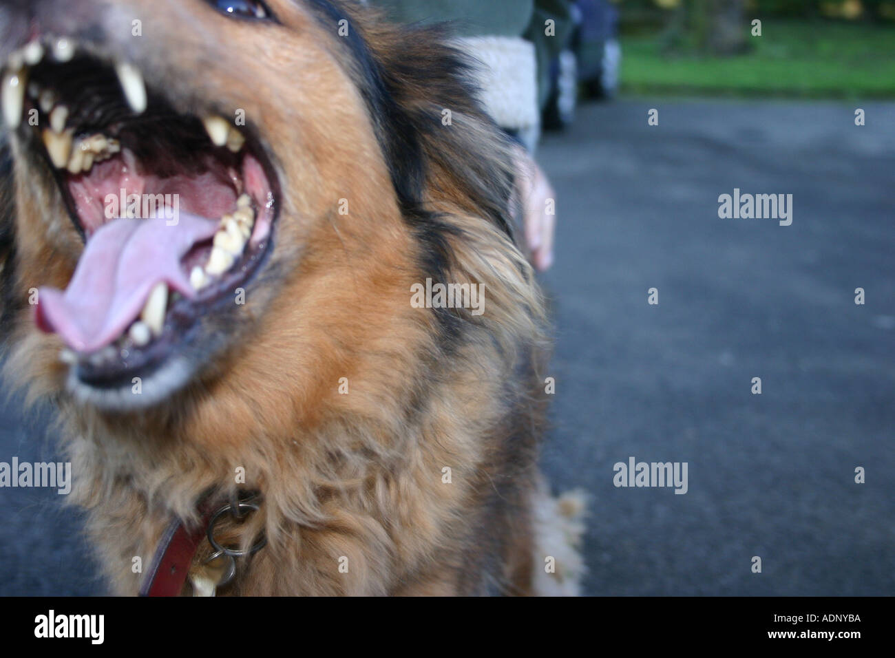 barking dog mongrel mouth open angry Stock Photo - Alamy