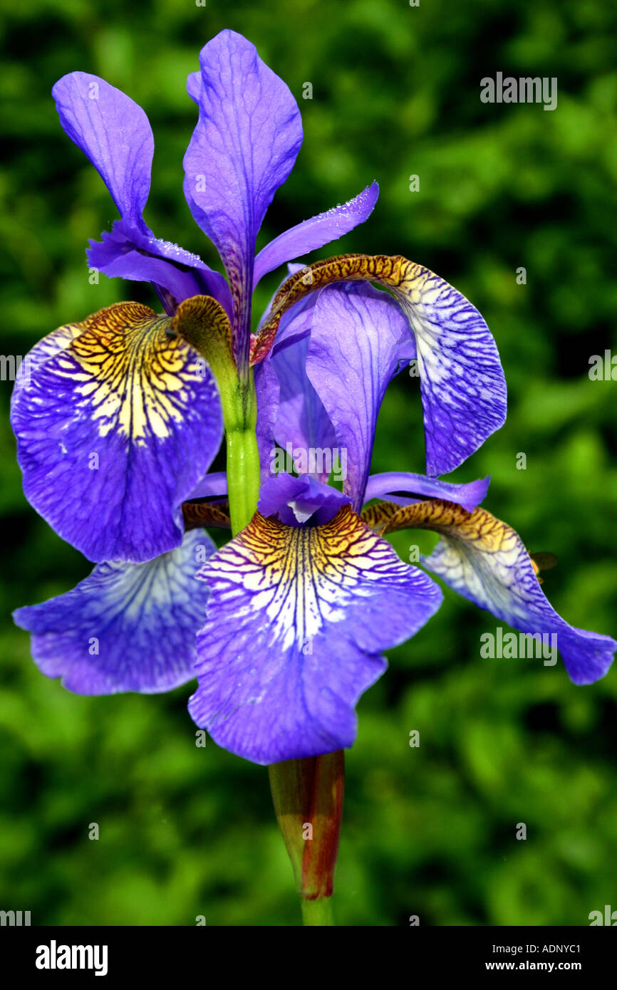purple and yellow single Iris Stock Photo - Alamy