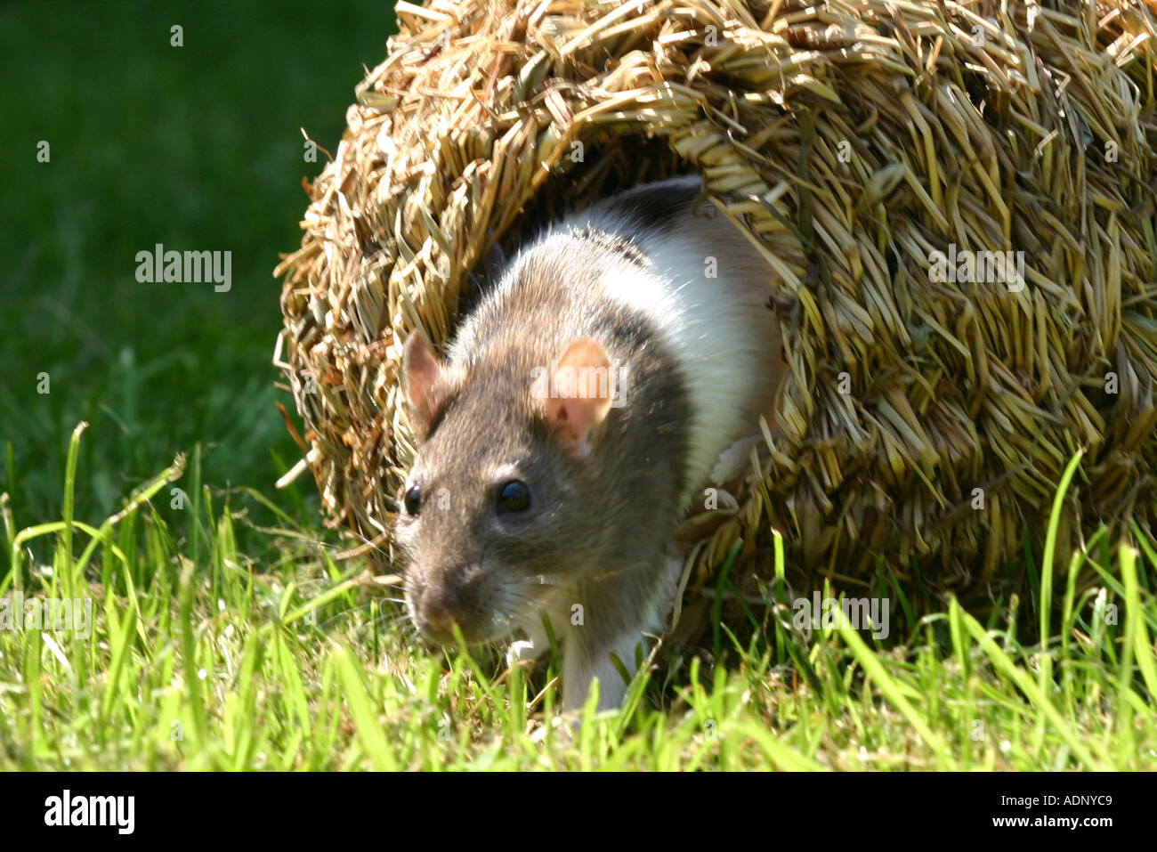Pet rat coming out of nest onto grass Stock Photo - Alamy