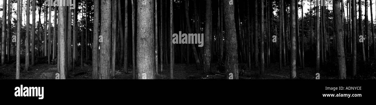 Panoramic black and white tree landscape Stock Photo - Alamy