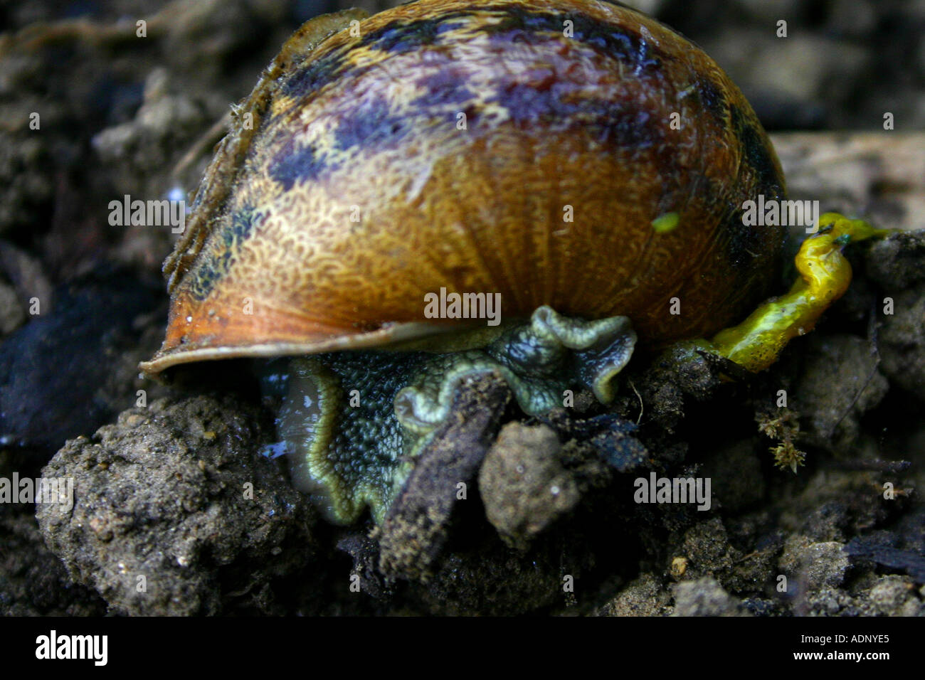 Ec gardening hi-res stock photography and images - Alamy