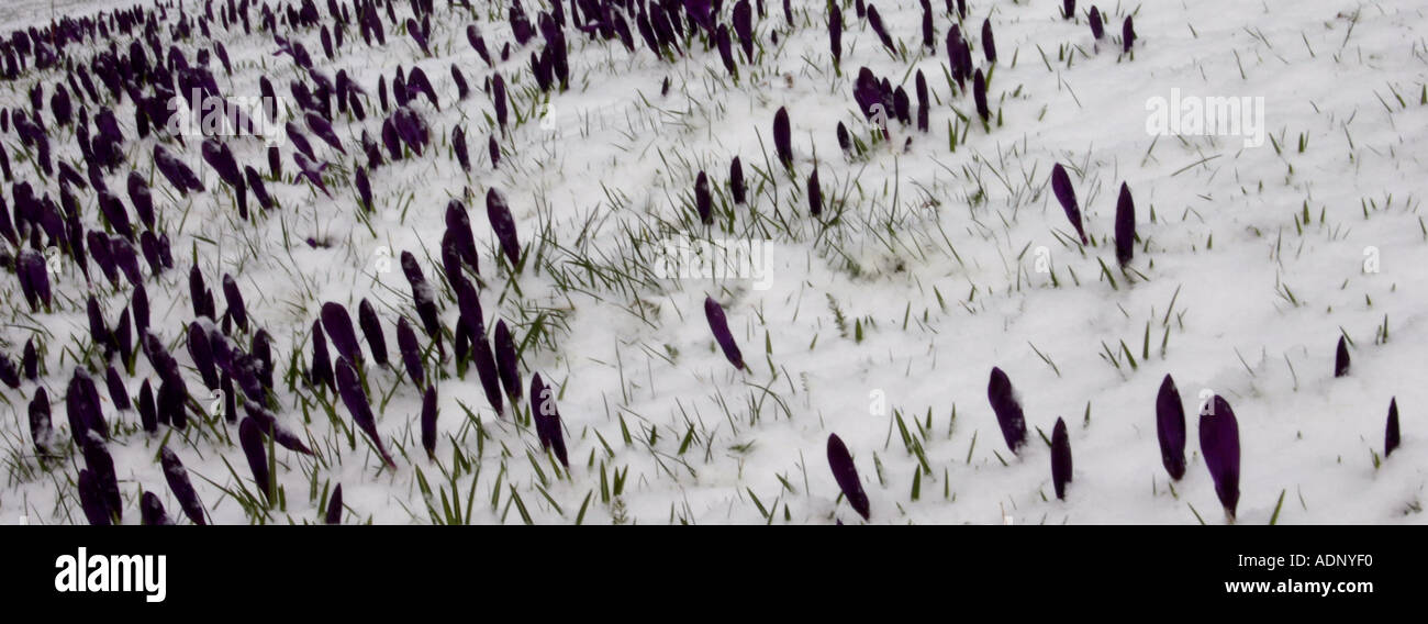 Flowers growing through snow hi-res stock photography and images - Alamy