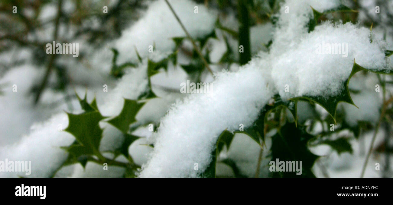 Leave of holly bush partly covered in snow UK Stock Photo - Alamy