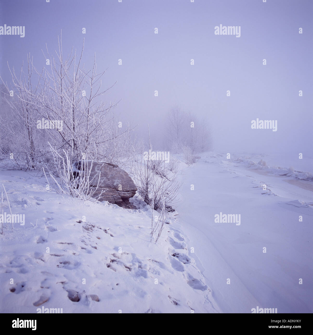 Winter morning on the riverside. Zeya, Russian Far East Stock Photo - Alamy