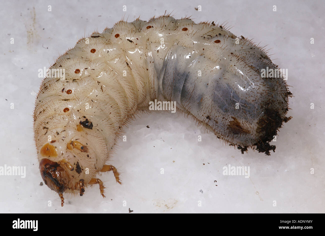 Beetle larve hi-res stock photography and images - Alamy