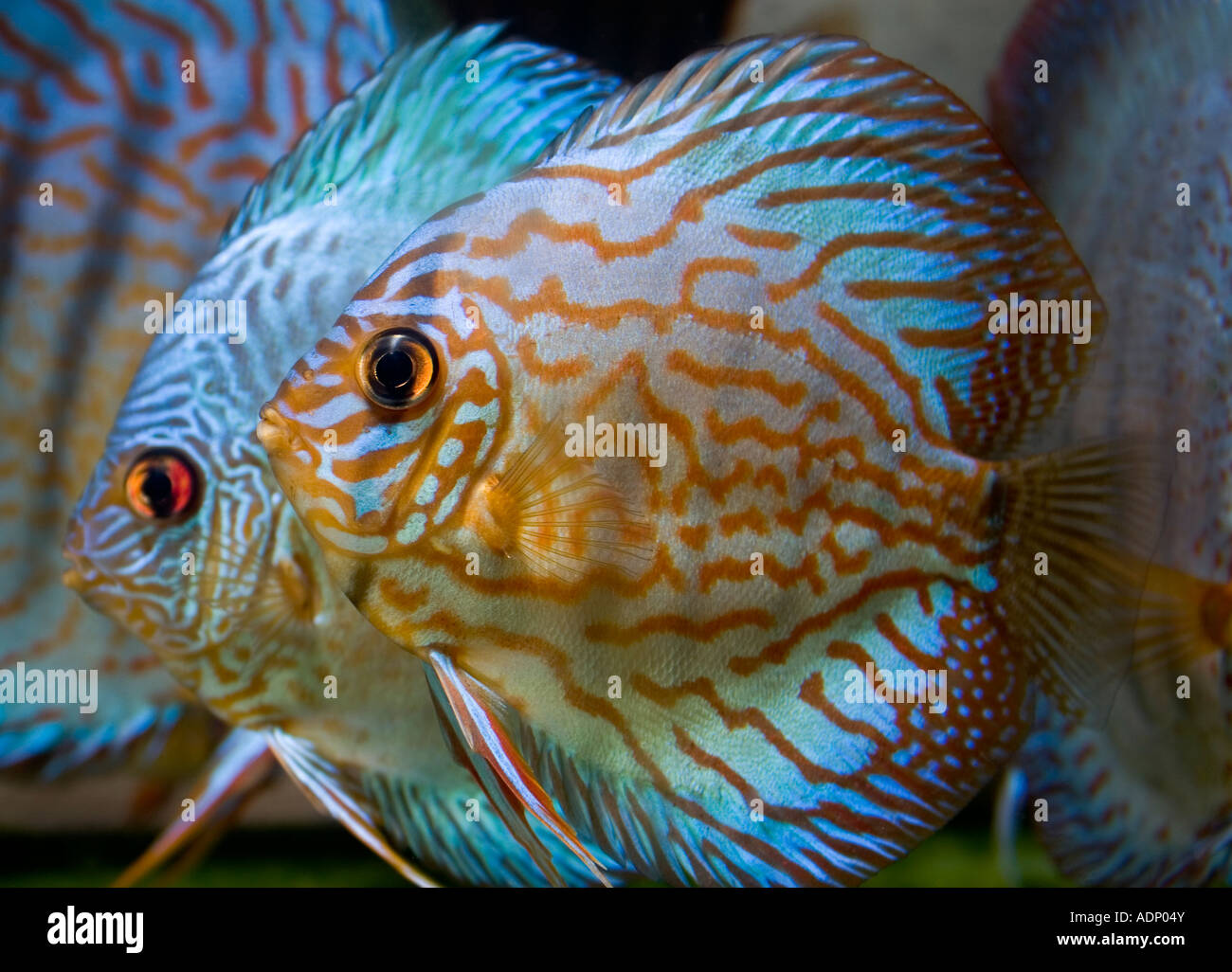 Discus fish displaying courtship colours in a tropical aquarium Stock ...