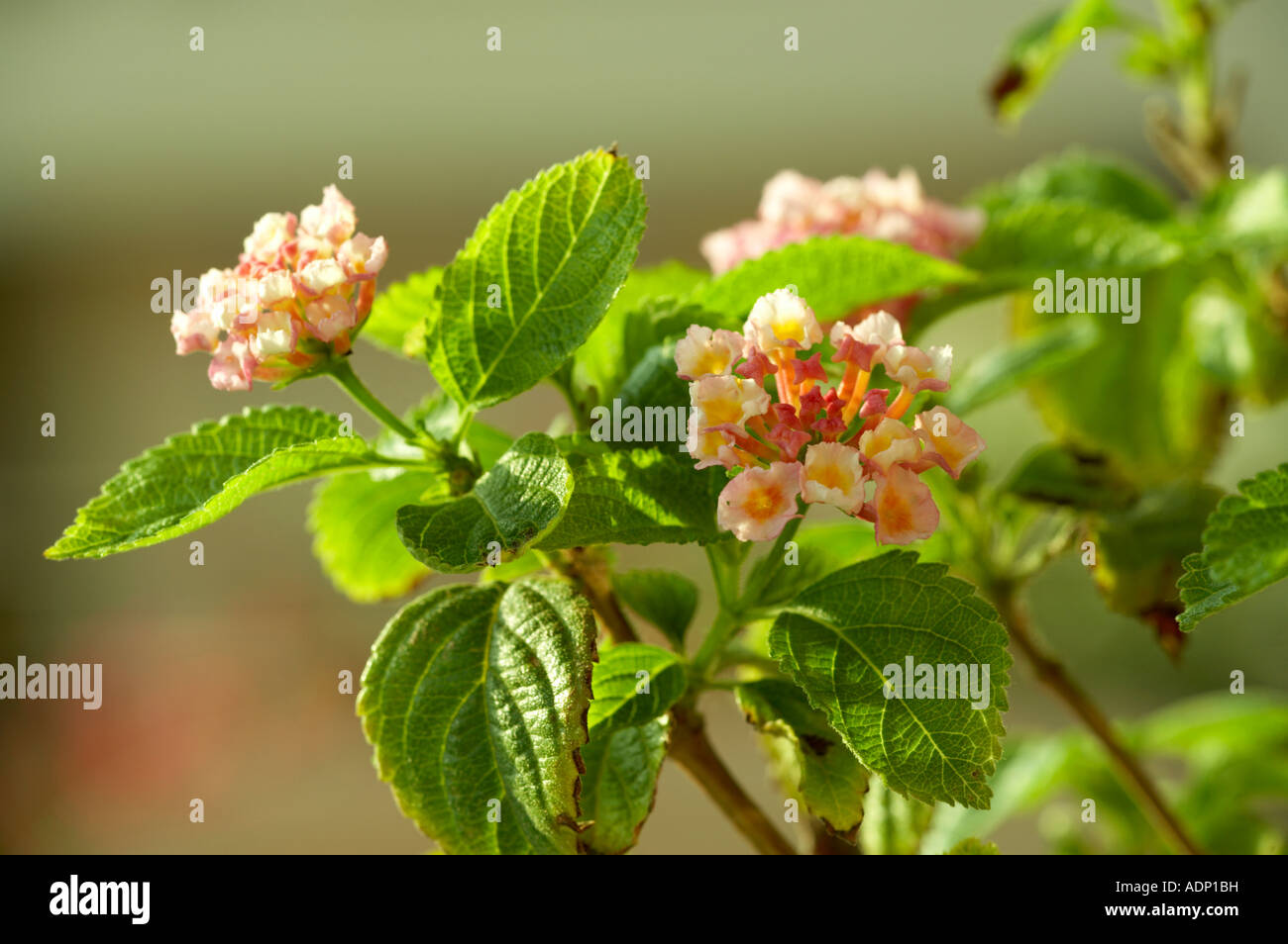Lantana Spanish flag Stock Photo - Alamy