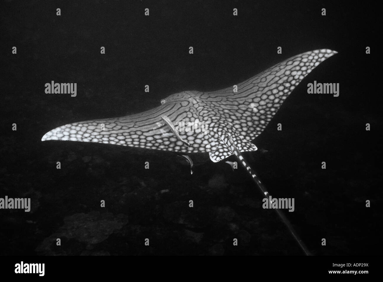 A rare Ornate eagle ray, Aetomylaeus vespertilio, glides above a deep ...