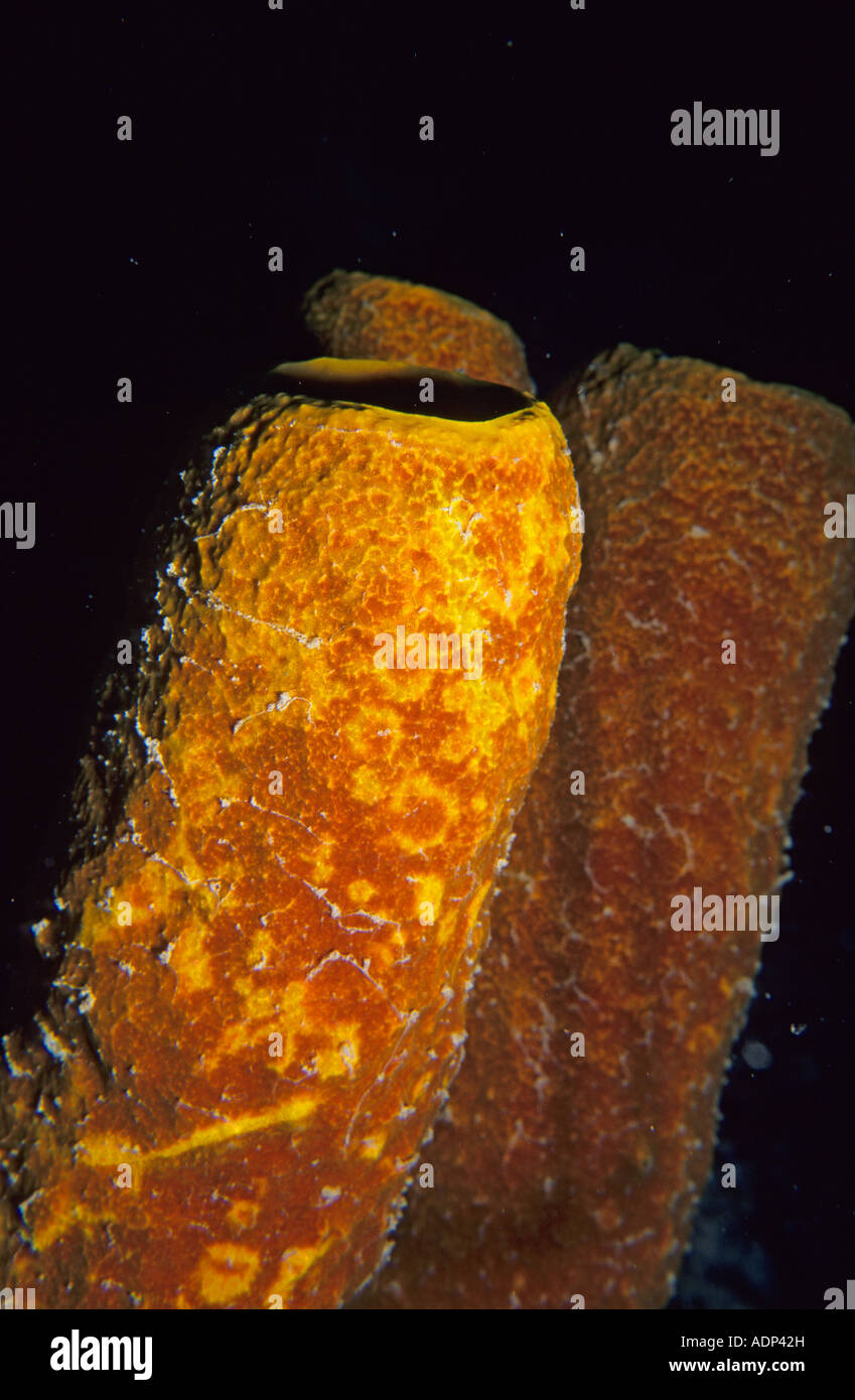 Colourful tube sponge hi-res stock photography and images - Alamy