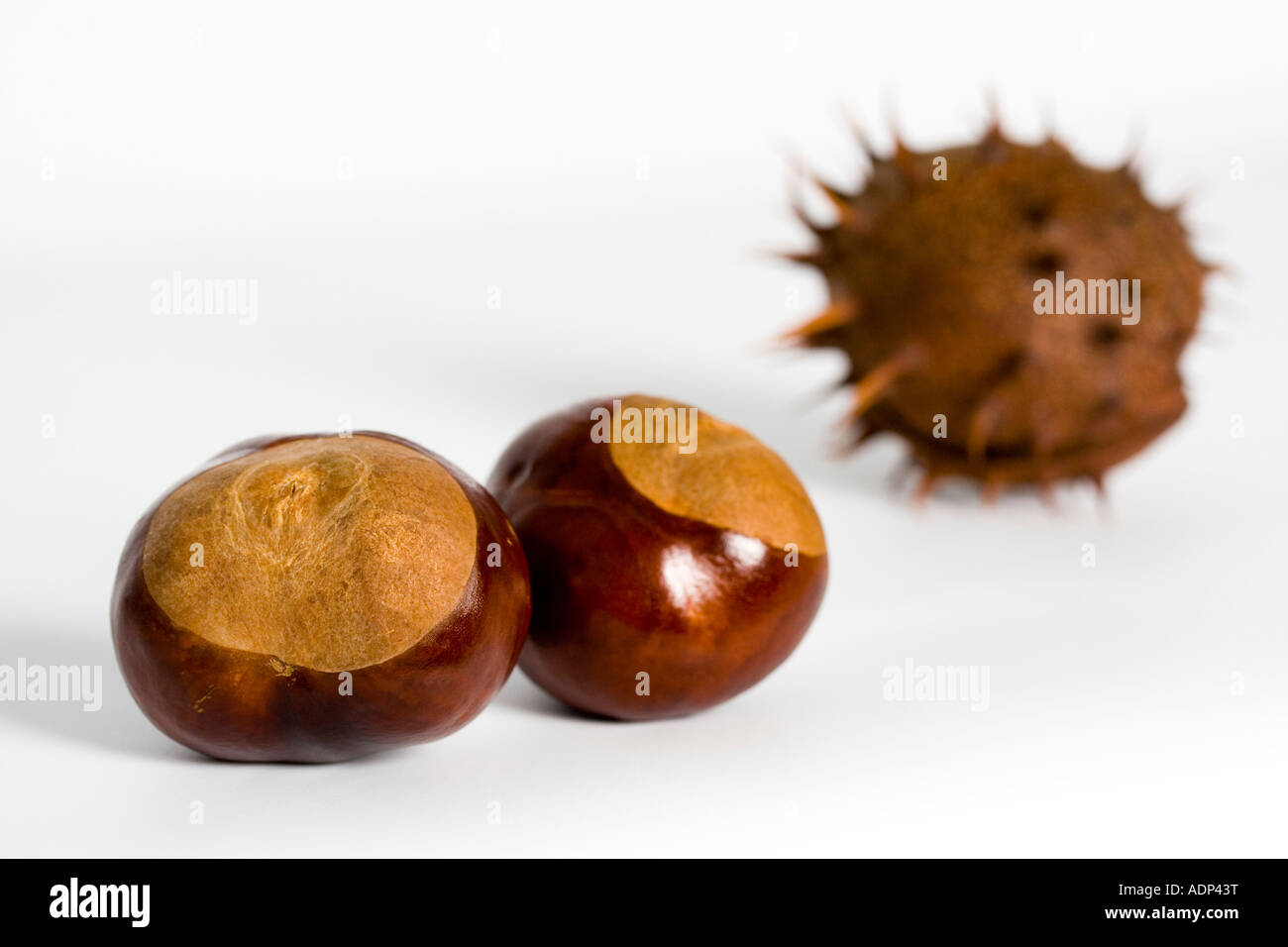 CONKERS TAKEN IN A STUDIO, HI KEY AGAINST A WHITE BACKGROUND. SPIKY ...