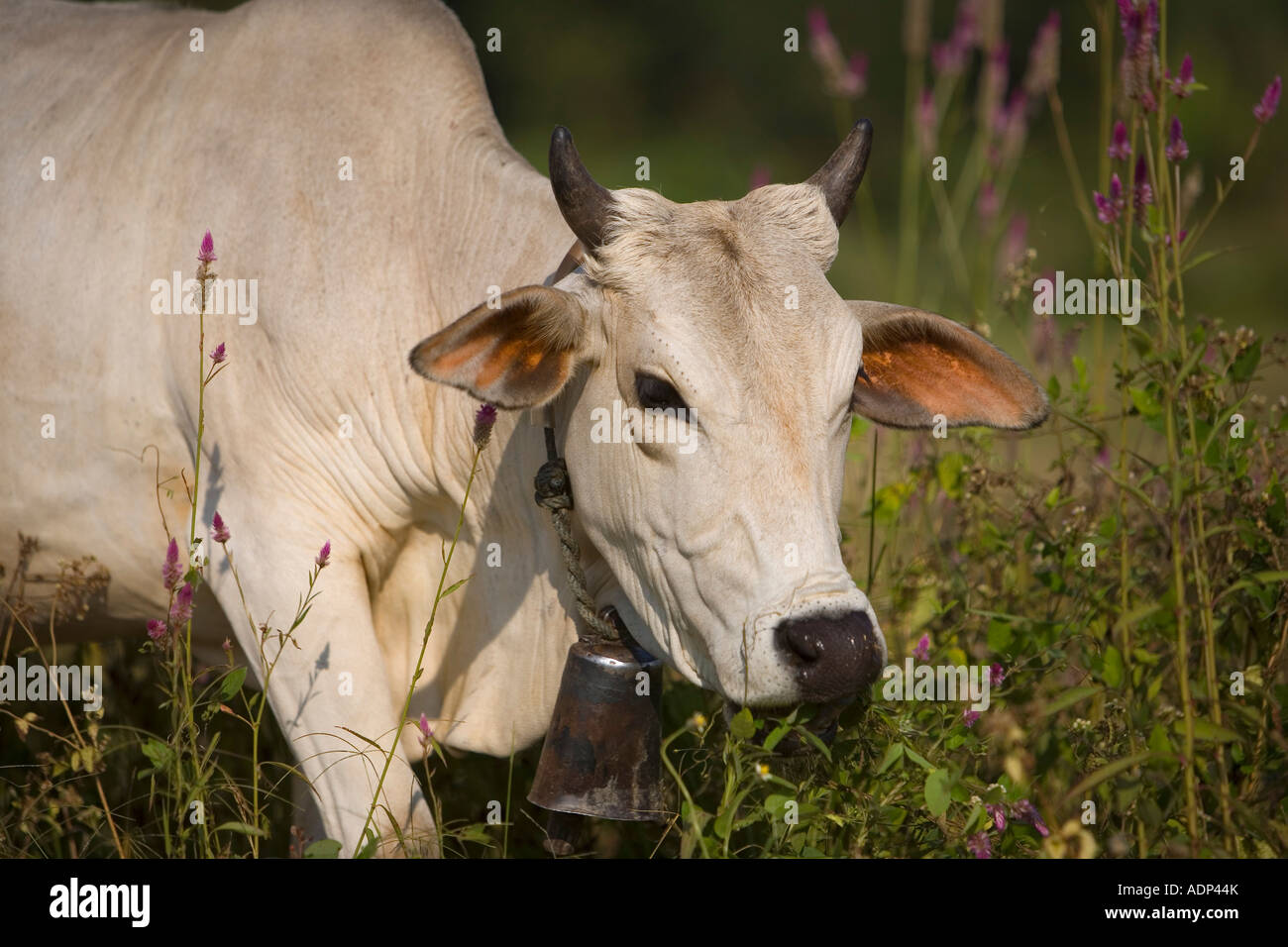 Cow with bell Stock Photo - Alamy