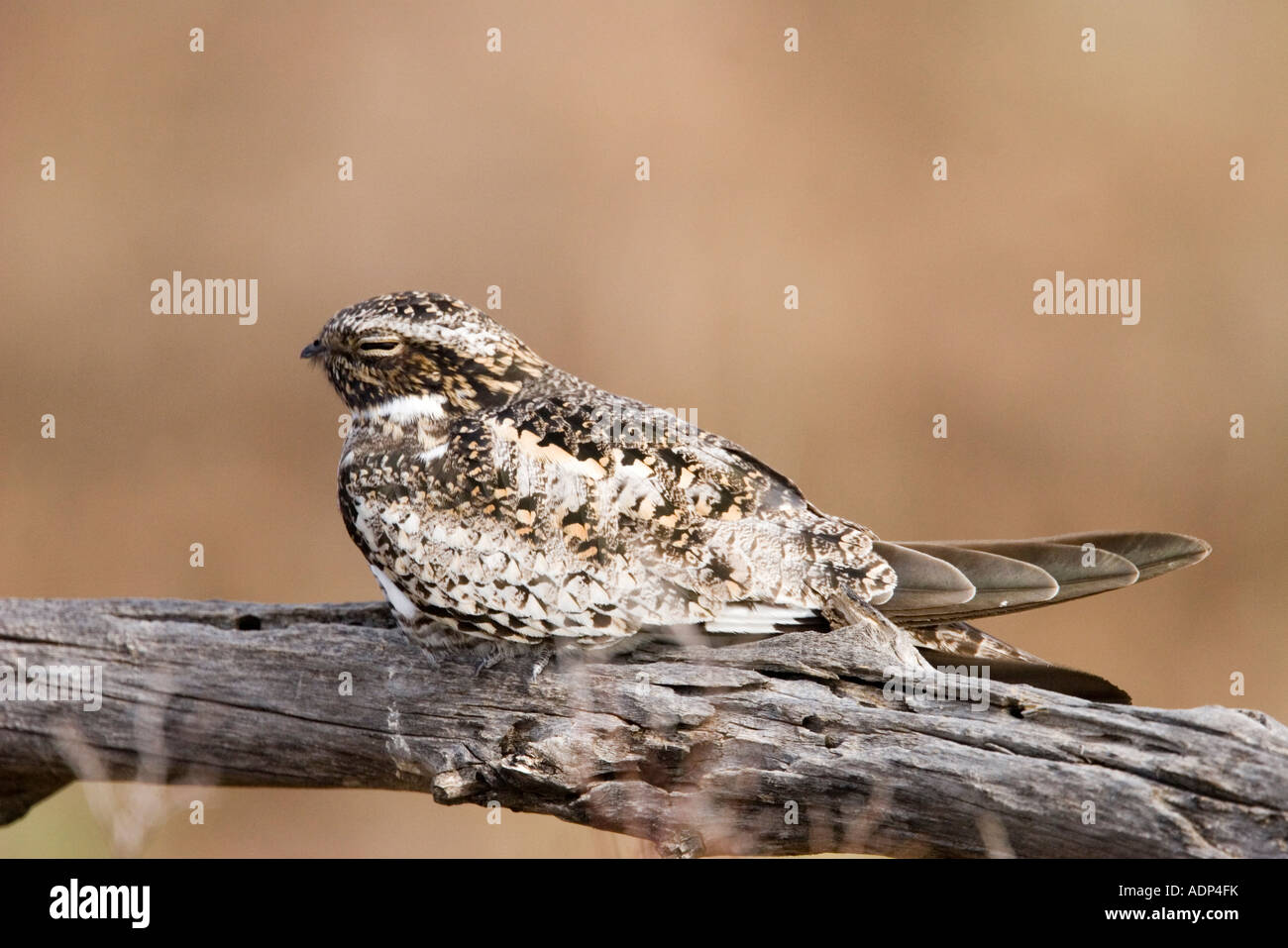 Common Nighthawk Chordeiles minor Milnesand New Mexico United States 12 ...