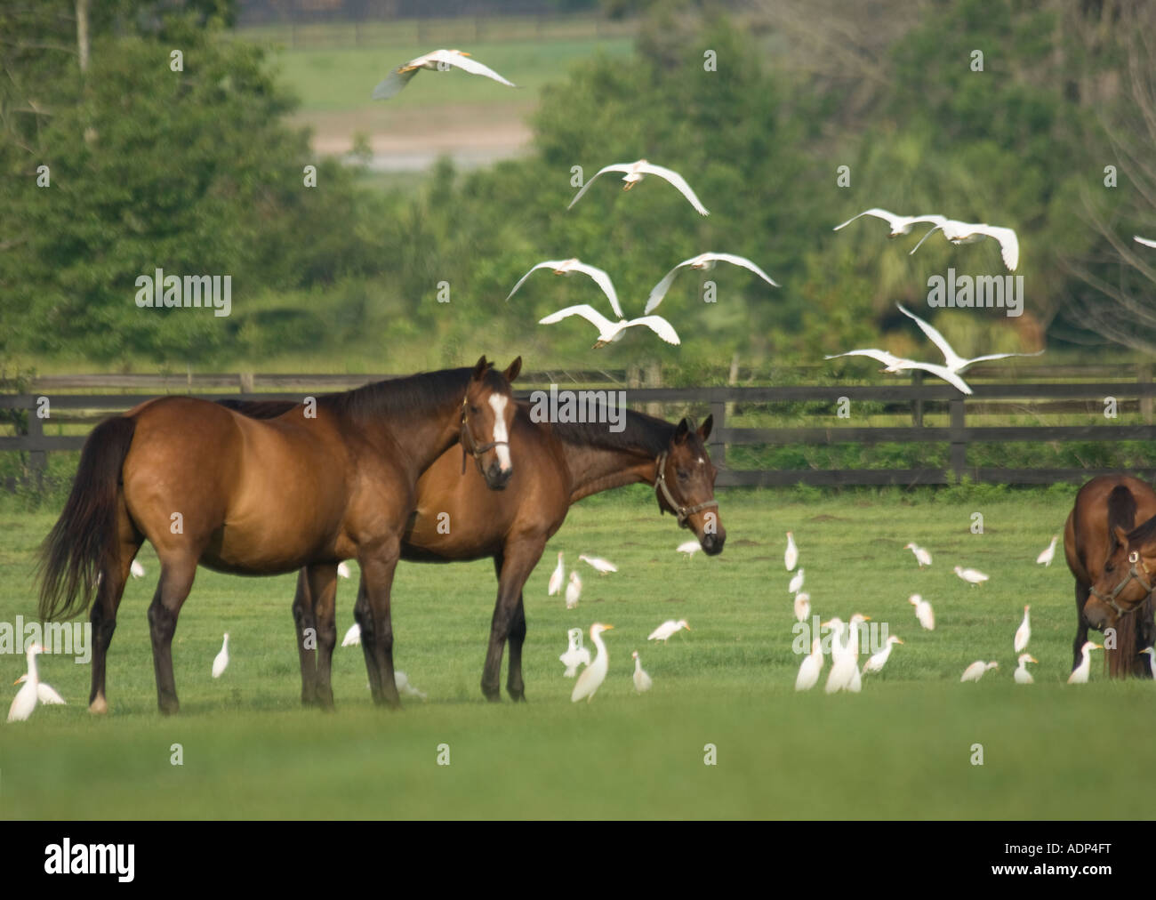 Thoroughbred mares in paddock with large flock of cattle egret Stock ...
