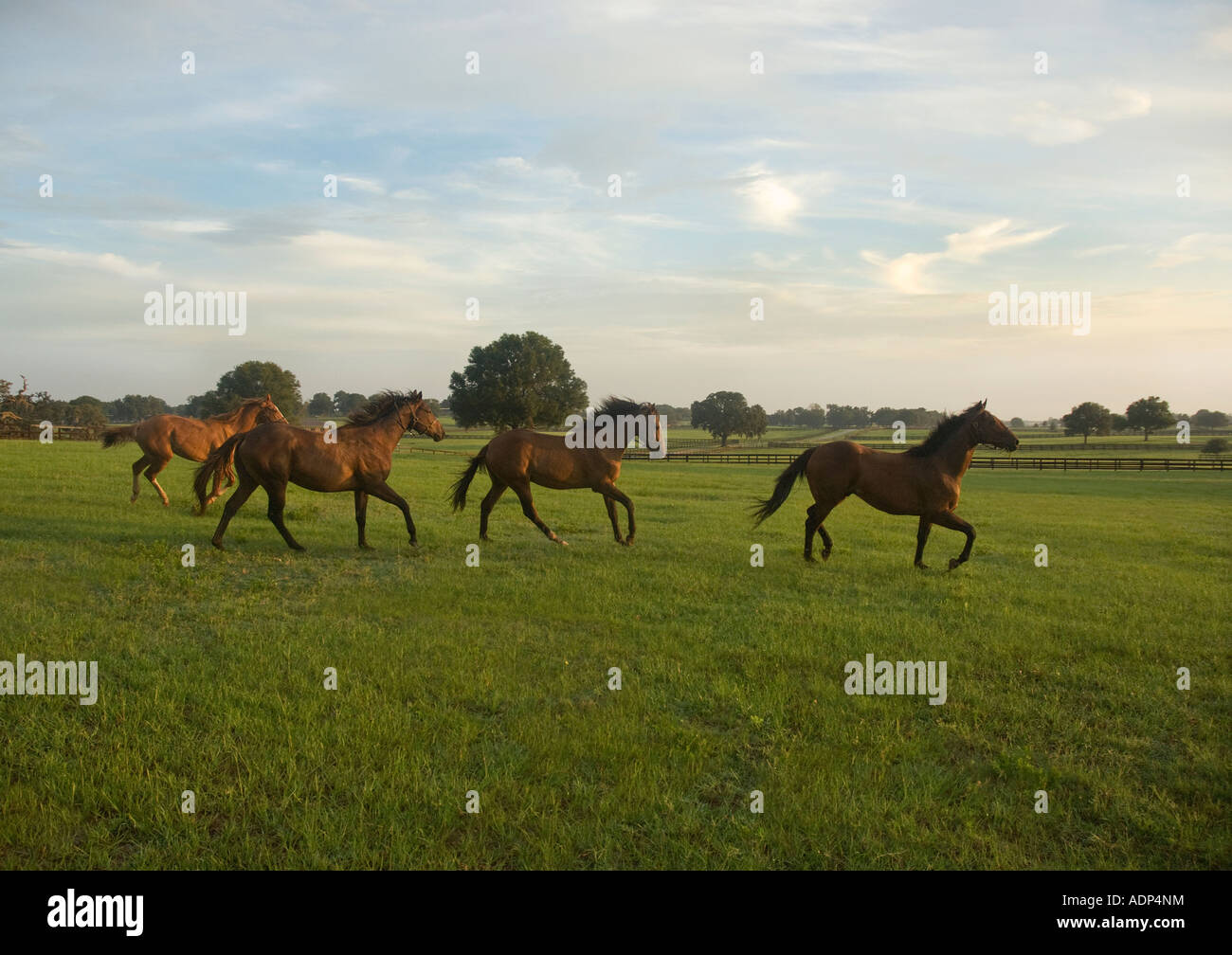 Thoroughbred yearlings race in open paddock with scenic overlook Stock ...