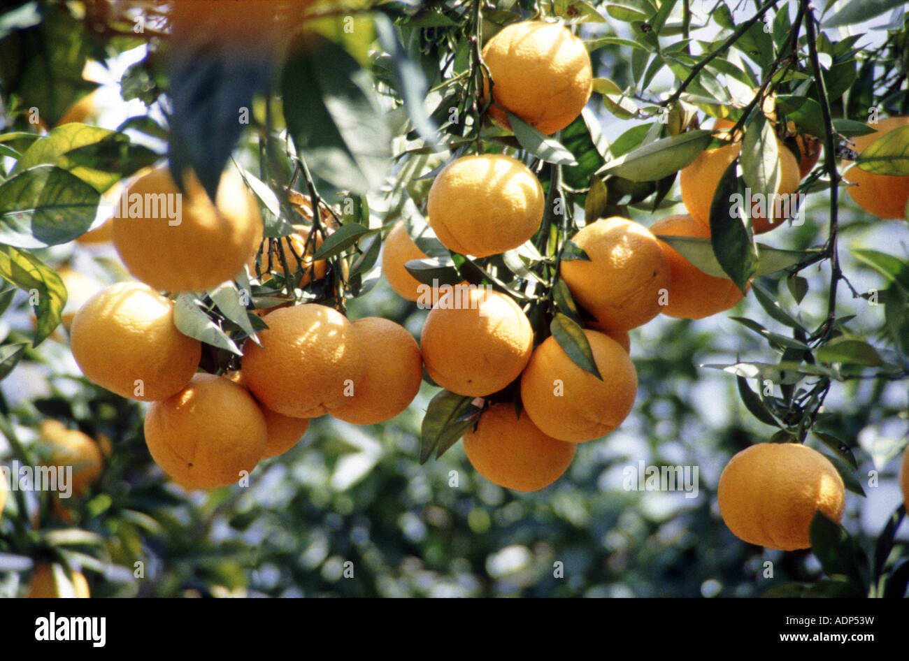 Cluster oranges tree hi-res stock photography and images - Alamy