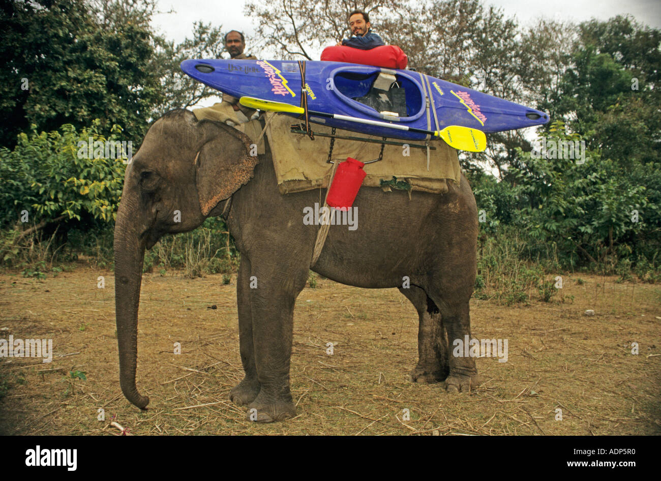transportation with animal on the ganges river india Stock Photo - Alamy