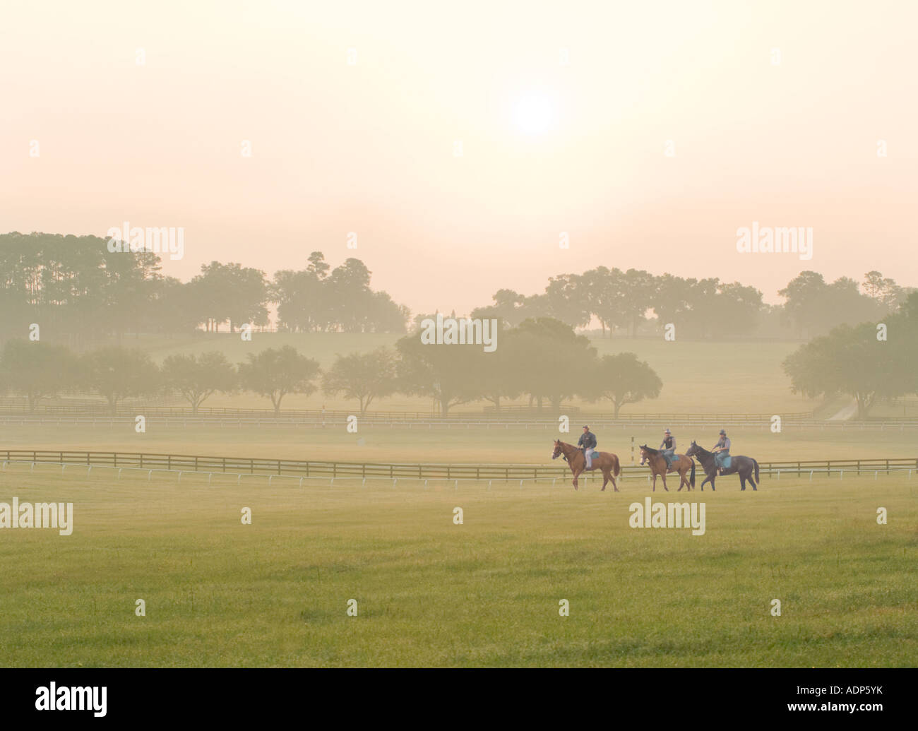 Thoroughbred horse exercise jockey hi-res stock photography and images ...