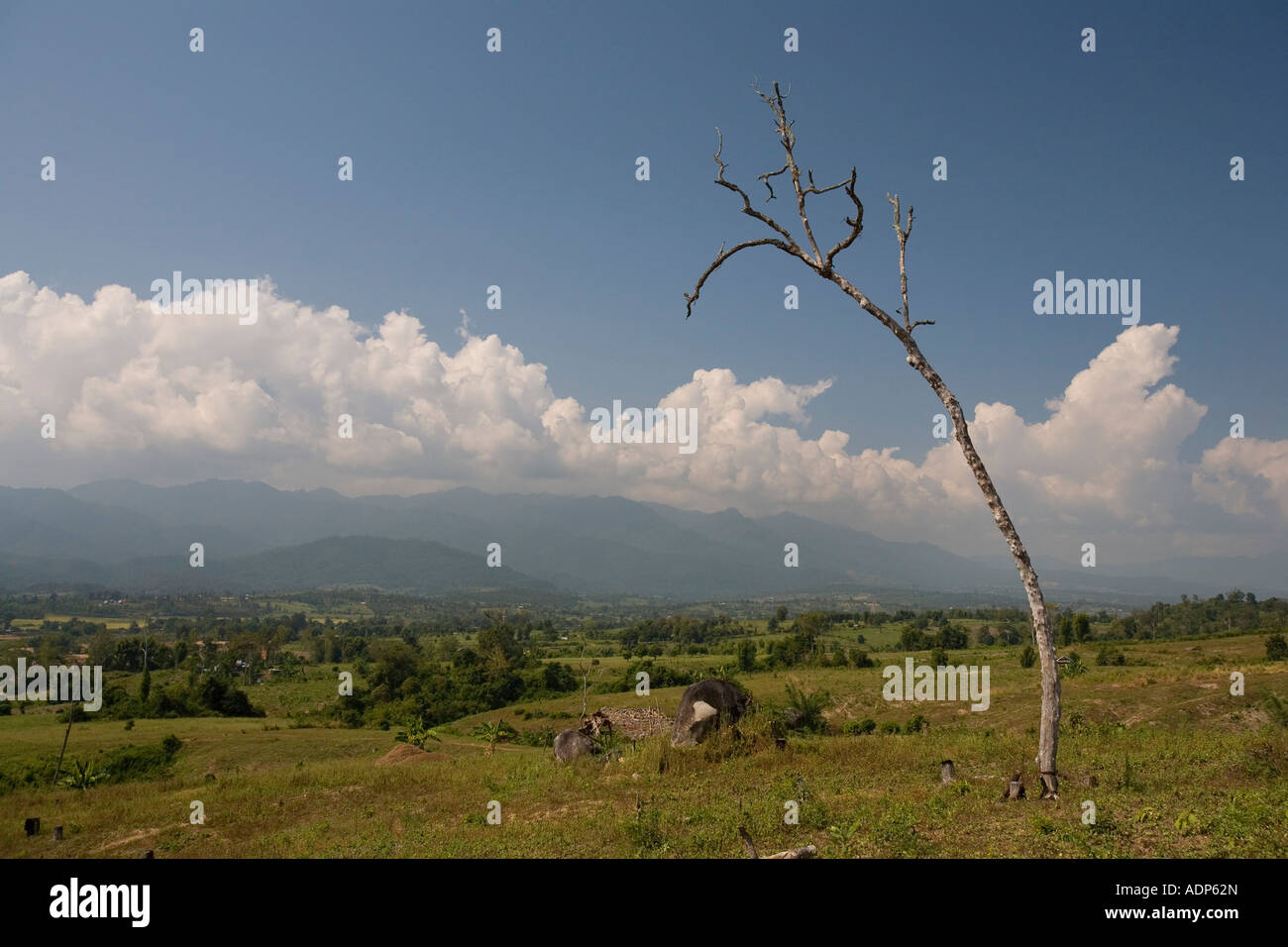 Bare tree in open field Stock Photo - Alamy