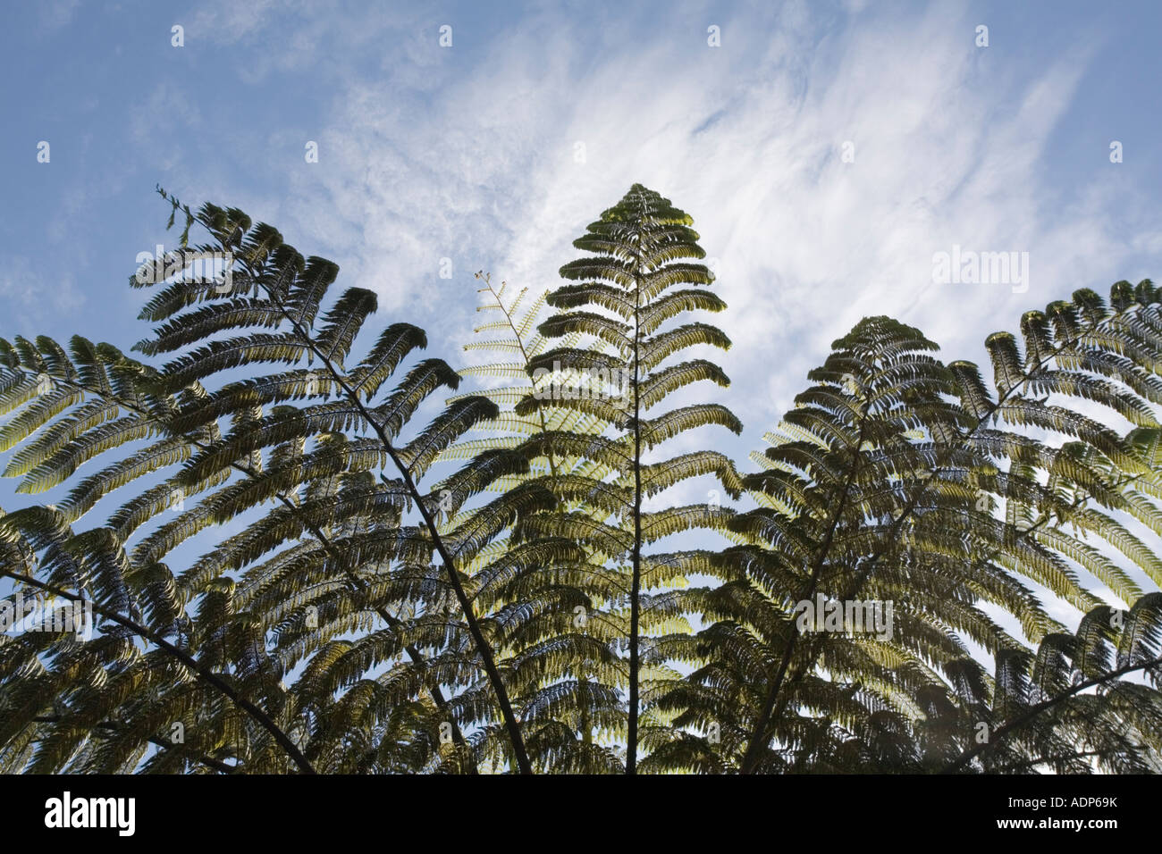 New Zealand North Island Pahia Morning sun lights Silver Tree Ferns in ...