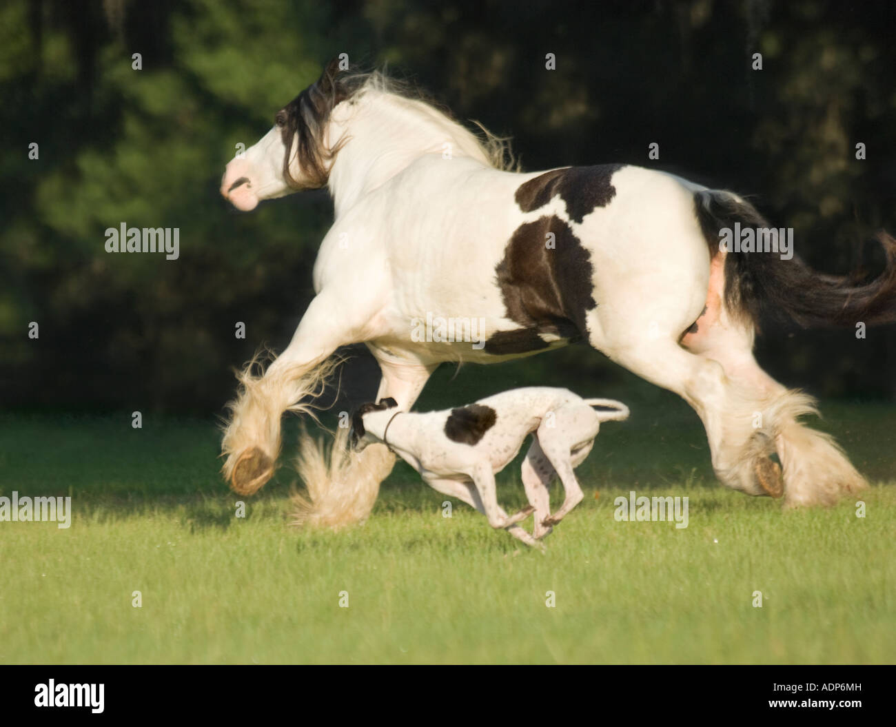 Gypsy dog hi-res stock photography and images - Alamy