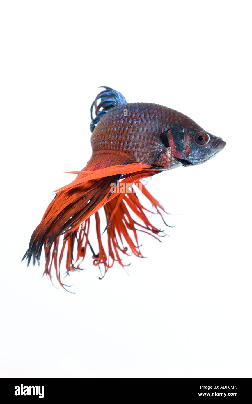 Red and Blue Crown Betta fish with a white background turning from the ...