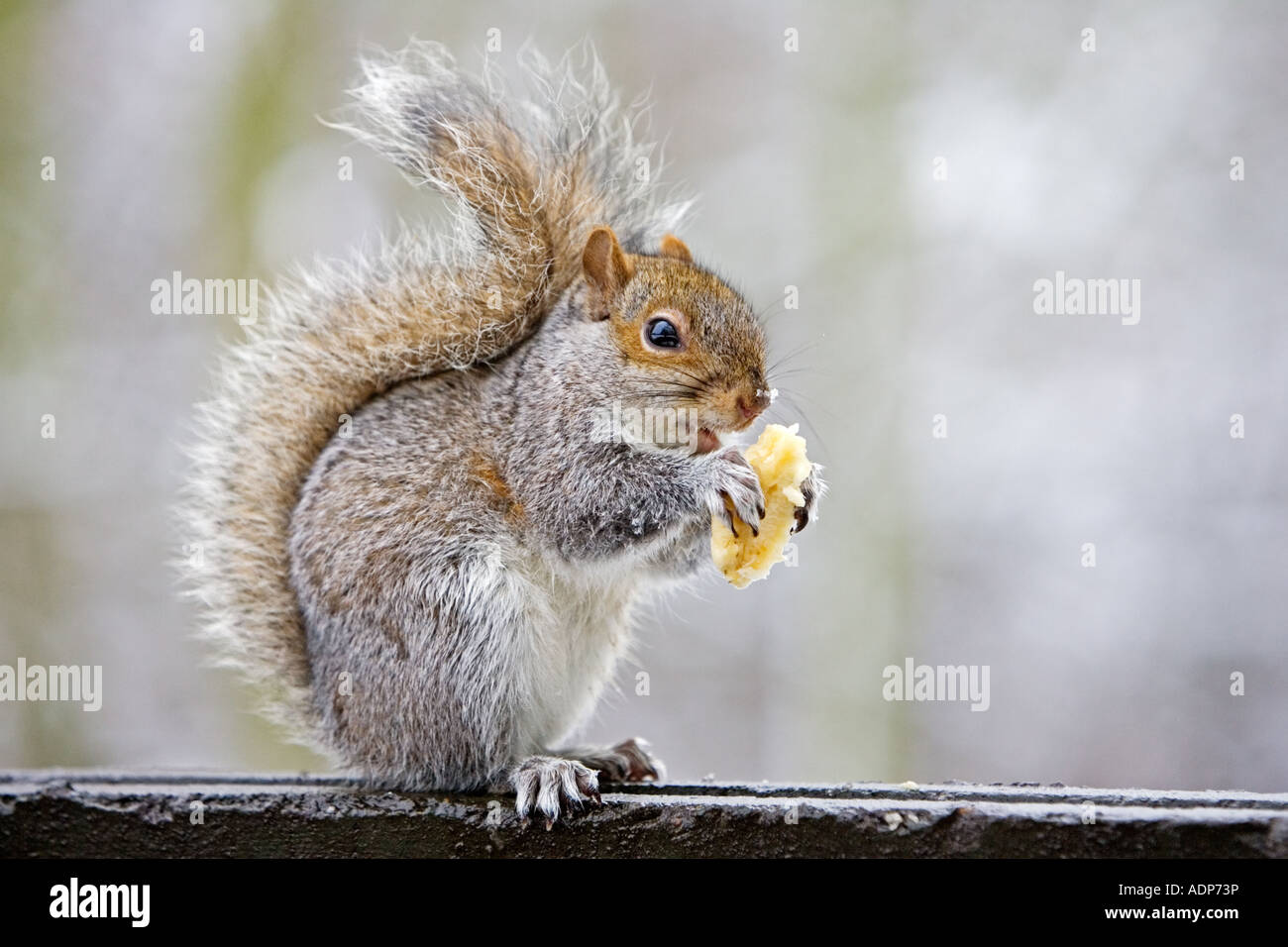 Squirrels in london parks hi-res stock photography and images - Alamy