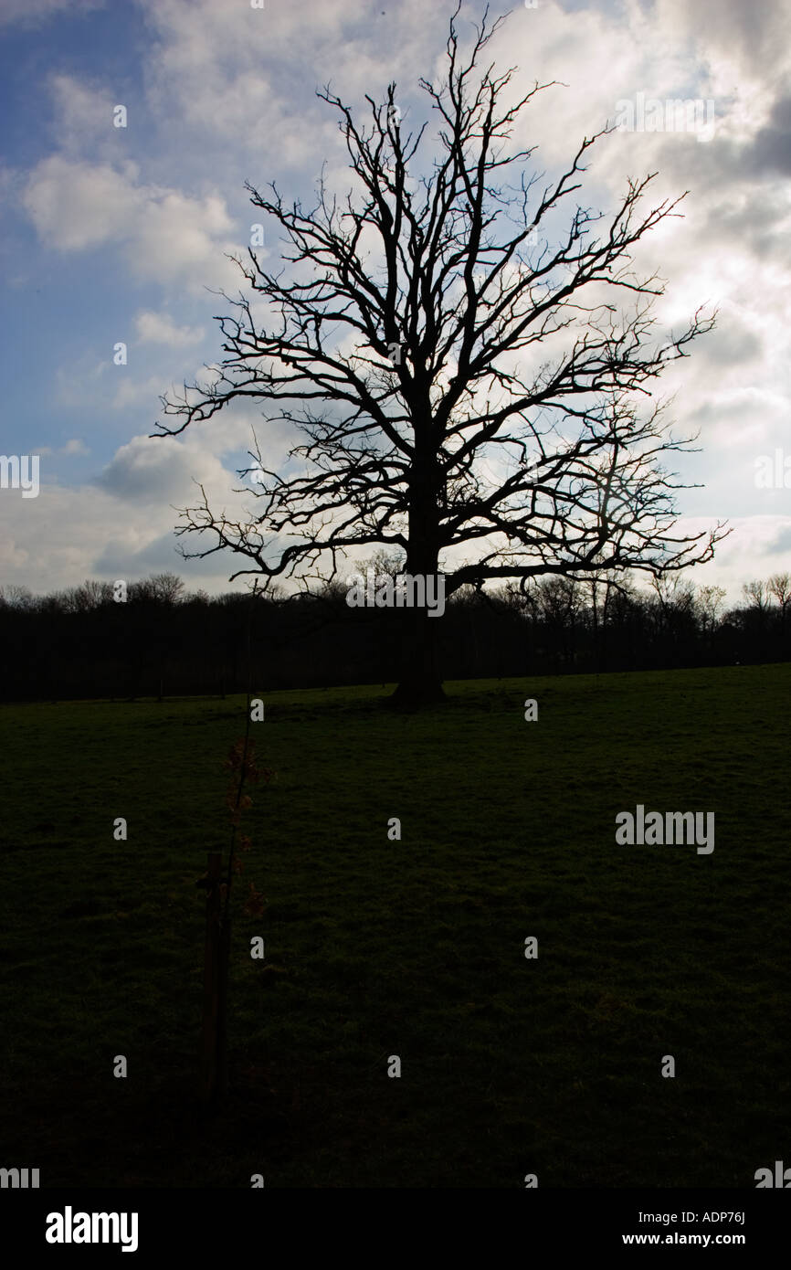 Oak tree sapling and dying oak tree in Oxfordshire meadow Bruern The ...