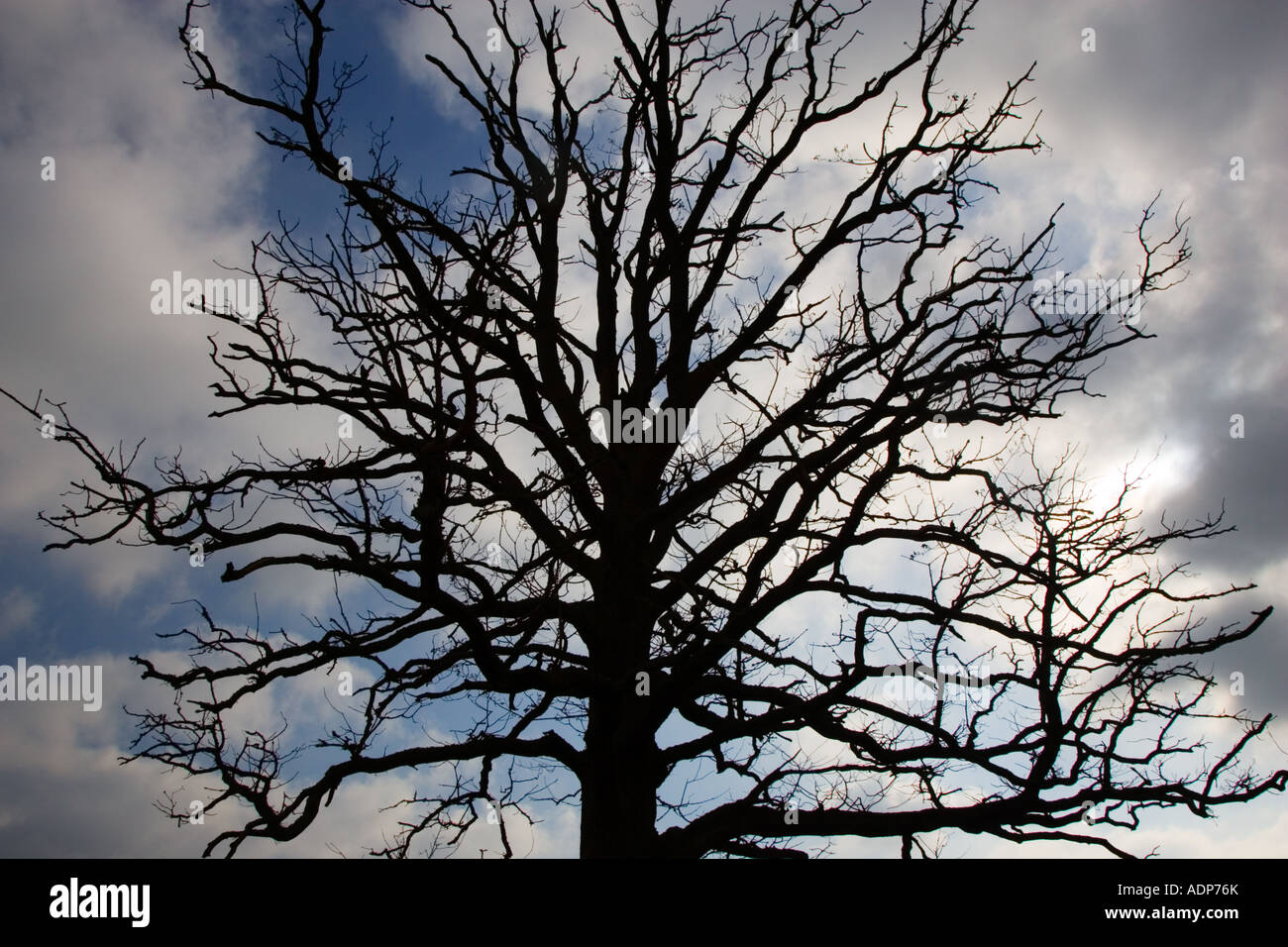 Oak tree Bruern The Cotswolds United Kingdom Stock Photo - Alamy