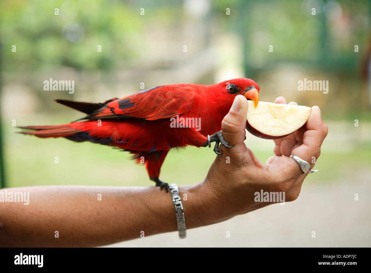 Feeding Lory Parrot’s at Ardastra Gardens, Zoo & Conservation Centre ...