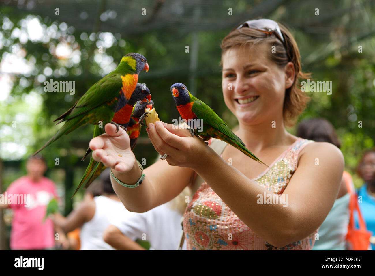Feeding Lory Parrot’s at Ardastra Gardens, Zoo & Conservation Centre ...