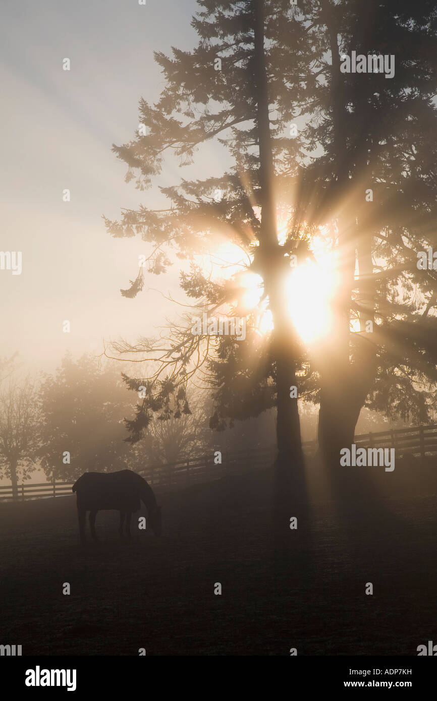 Sunlight through trees on a farm Stock Photo - Alamy