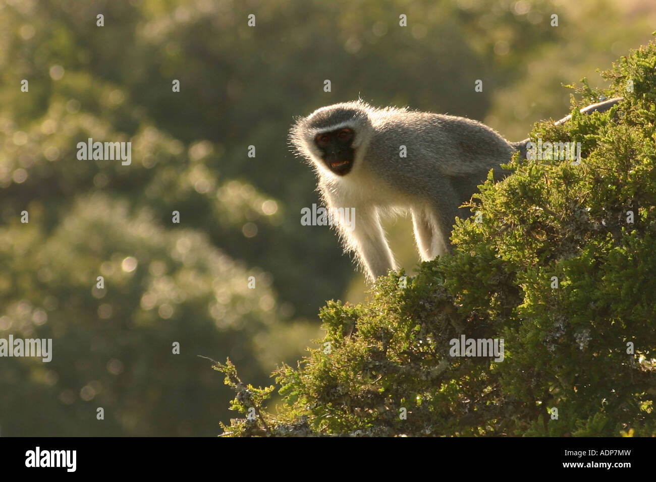 Terrified vervet monkey (Cercopithecus Aethiops) fearing for its life ...