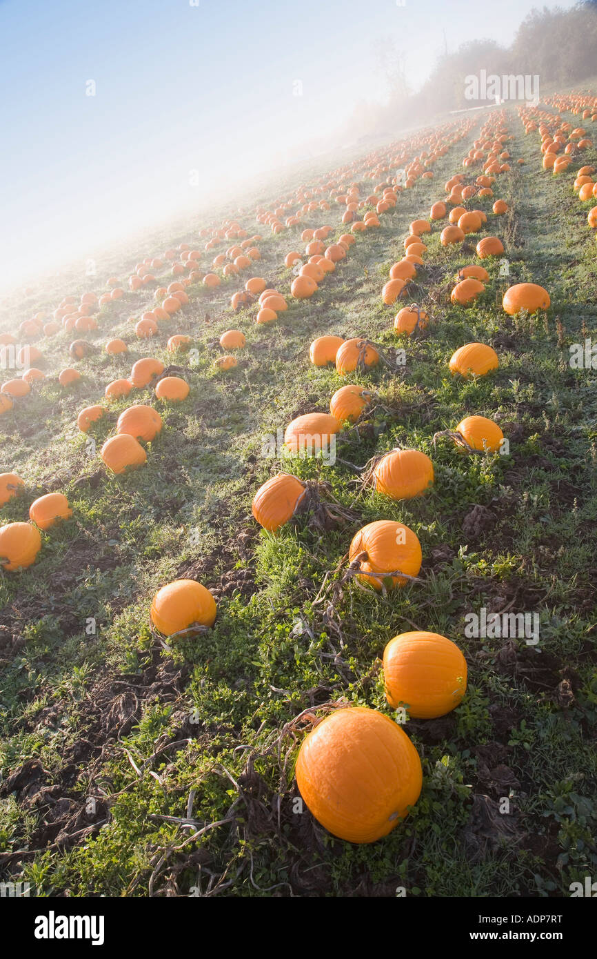 Pumpkin_patch hi-res stock photography and images - Alamy