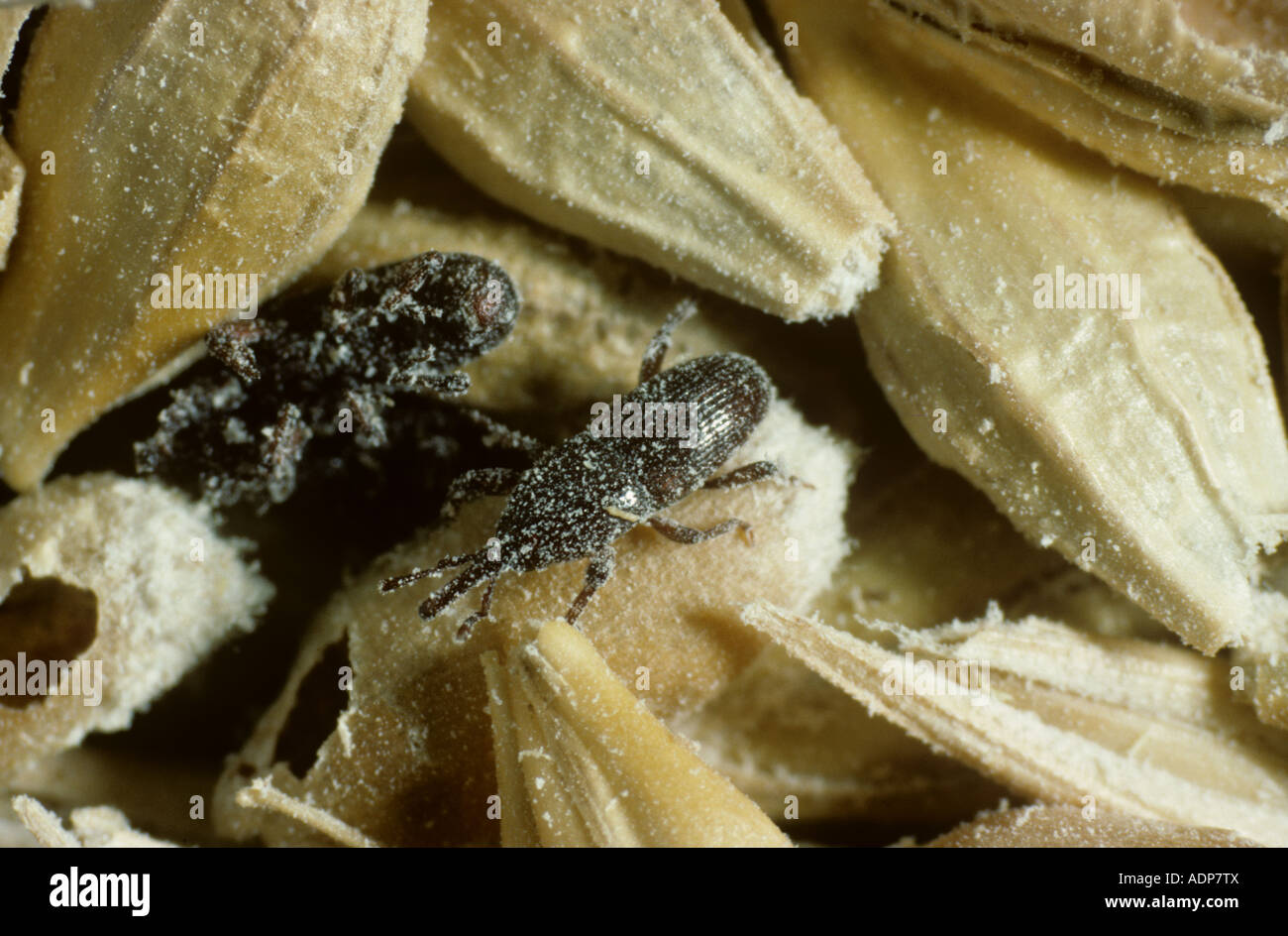 Grain weevil Sitophilus granarius on damaged barley grain Stock Photo ...