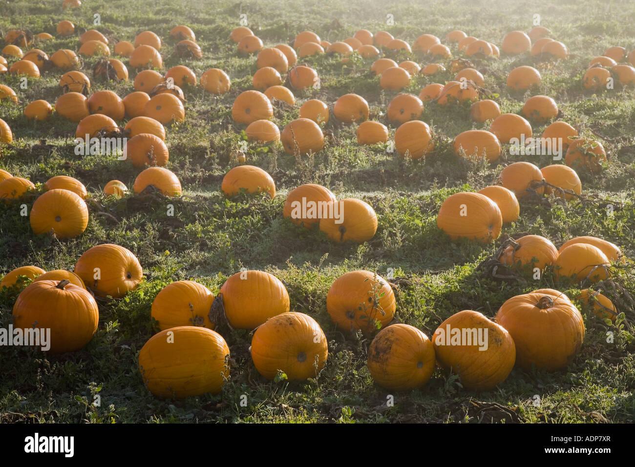 Pumpkinpatch hi-res stock photography and images - Alamy
