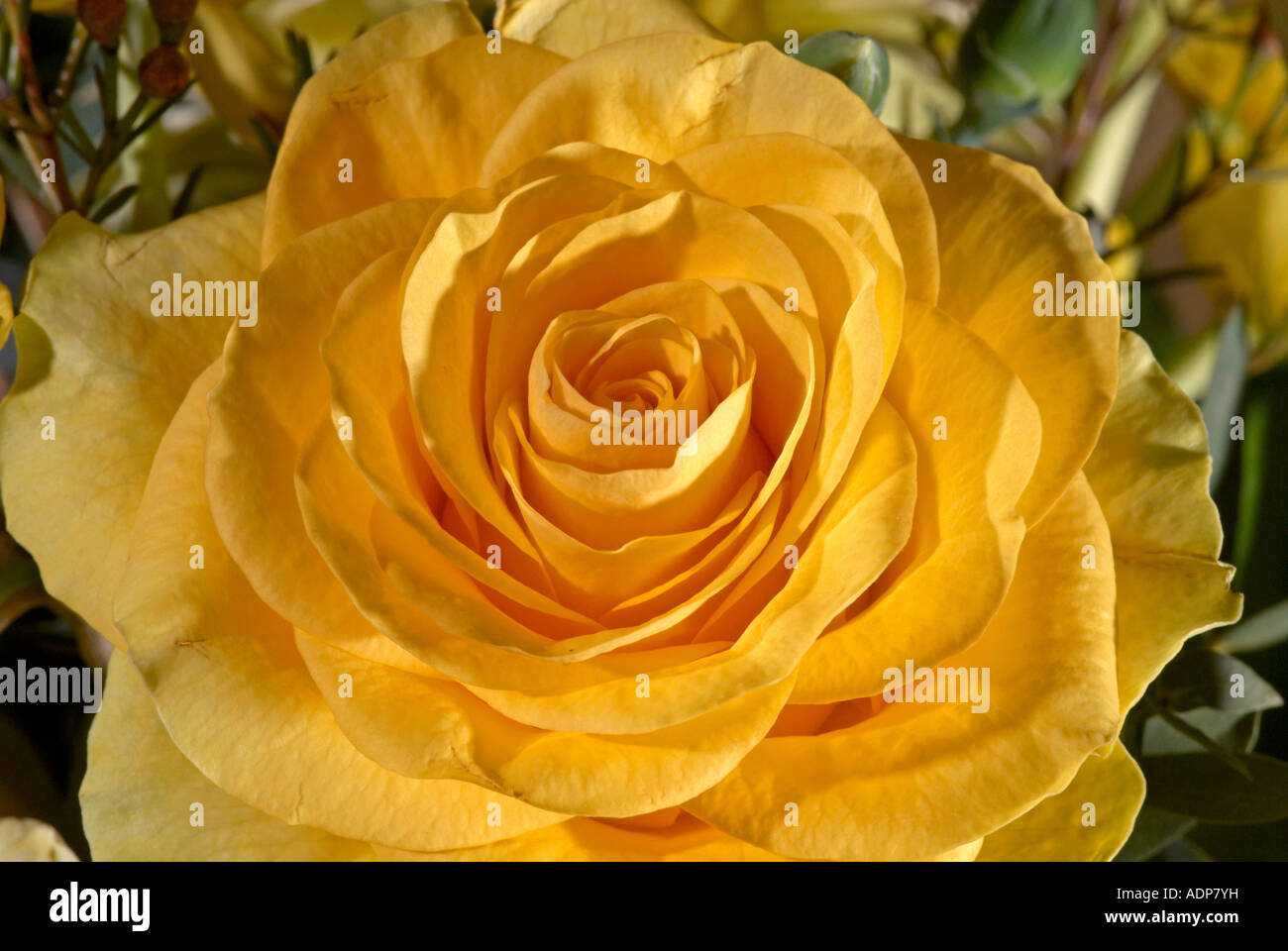 Yellow rose in a display shown in close up Stock Photo - Alamy