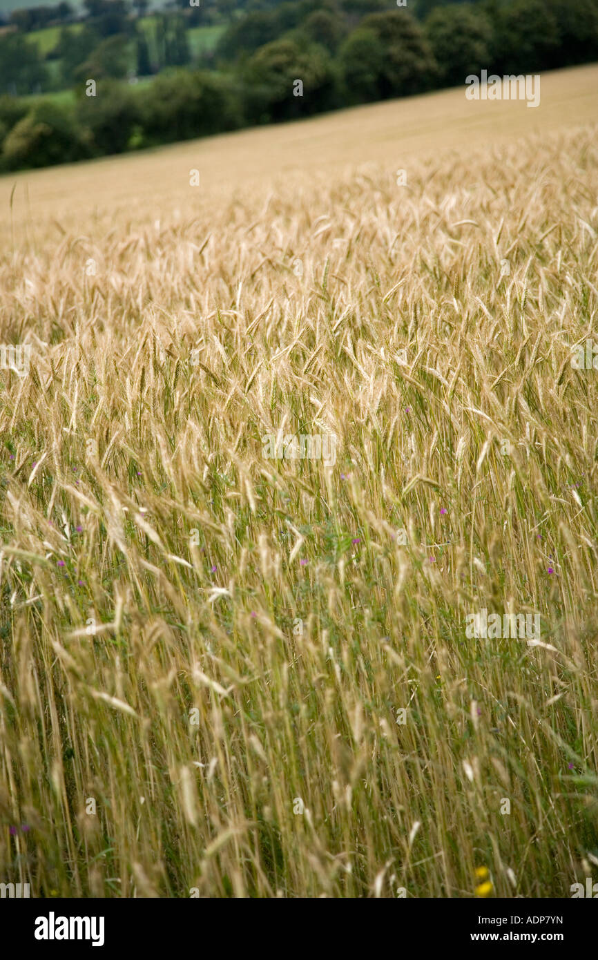 Field of ripe golden barley ready for harvesting with open landscape ...