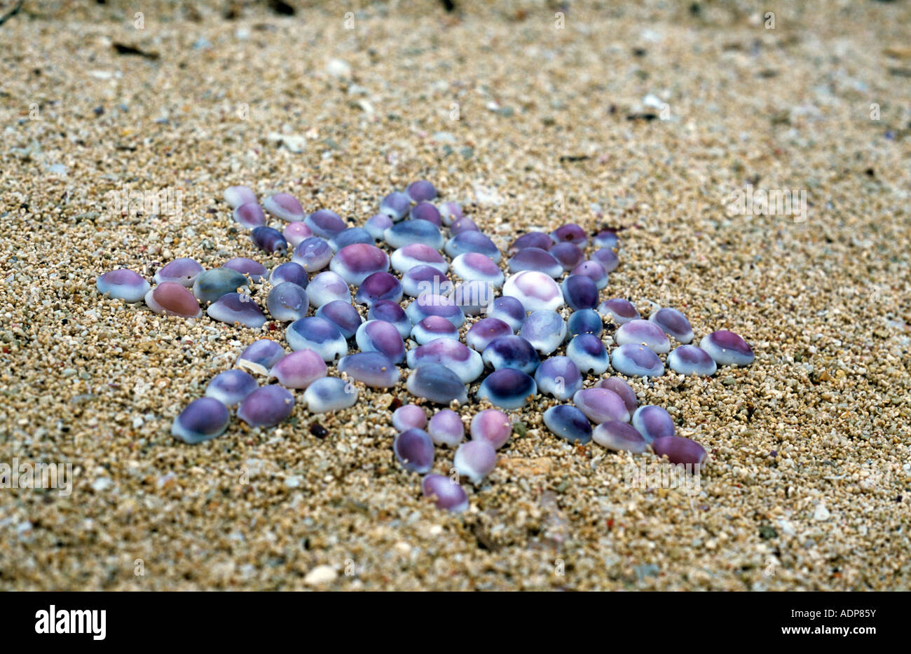 Purple sunstar hi-res stock photography and images - Alamy