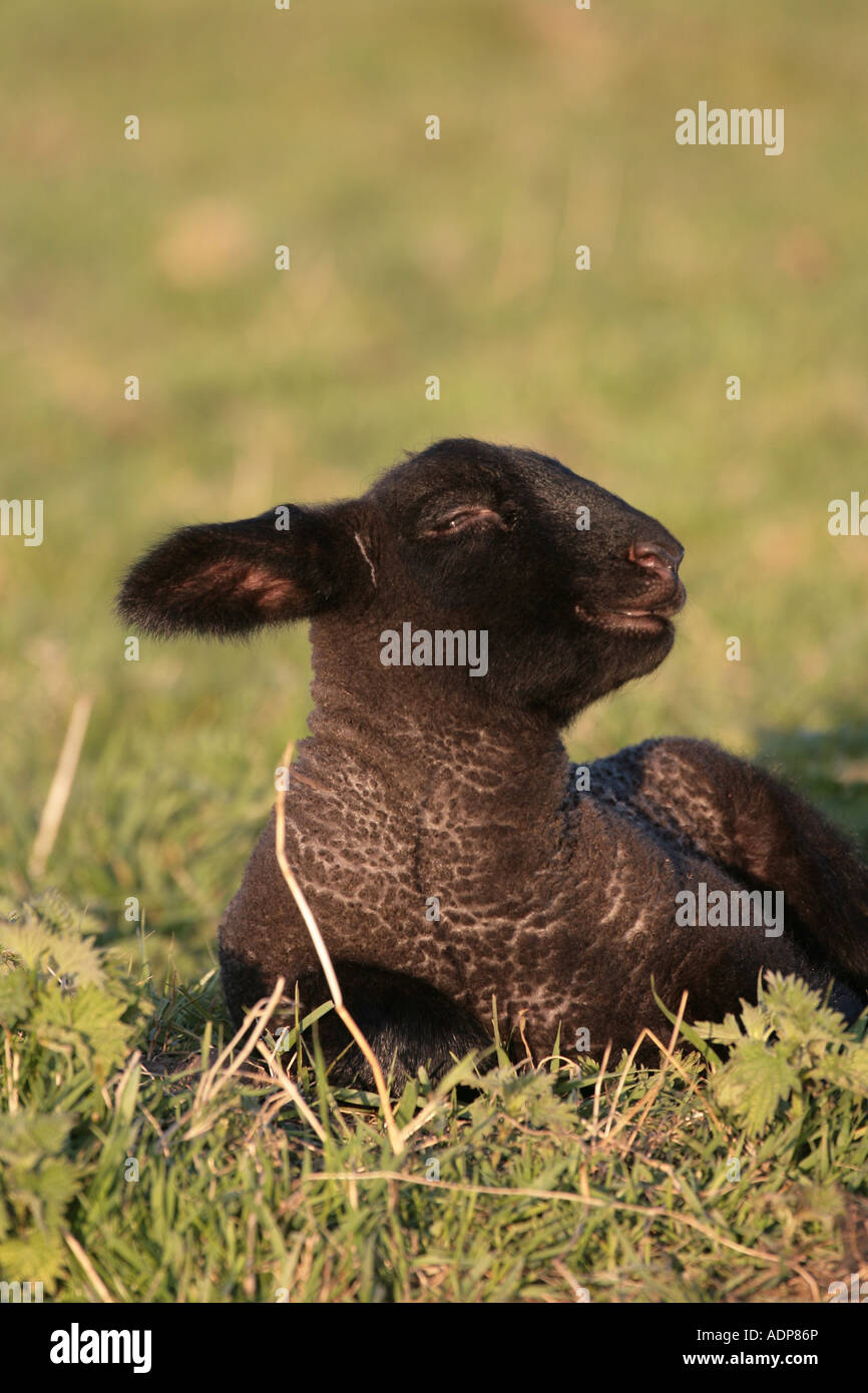 Alone black head sheep hi-res stock photography and images - Alamy