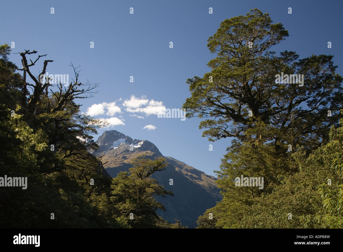 New Zealand South Island Fiordland National Park Temperate rainforest ...